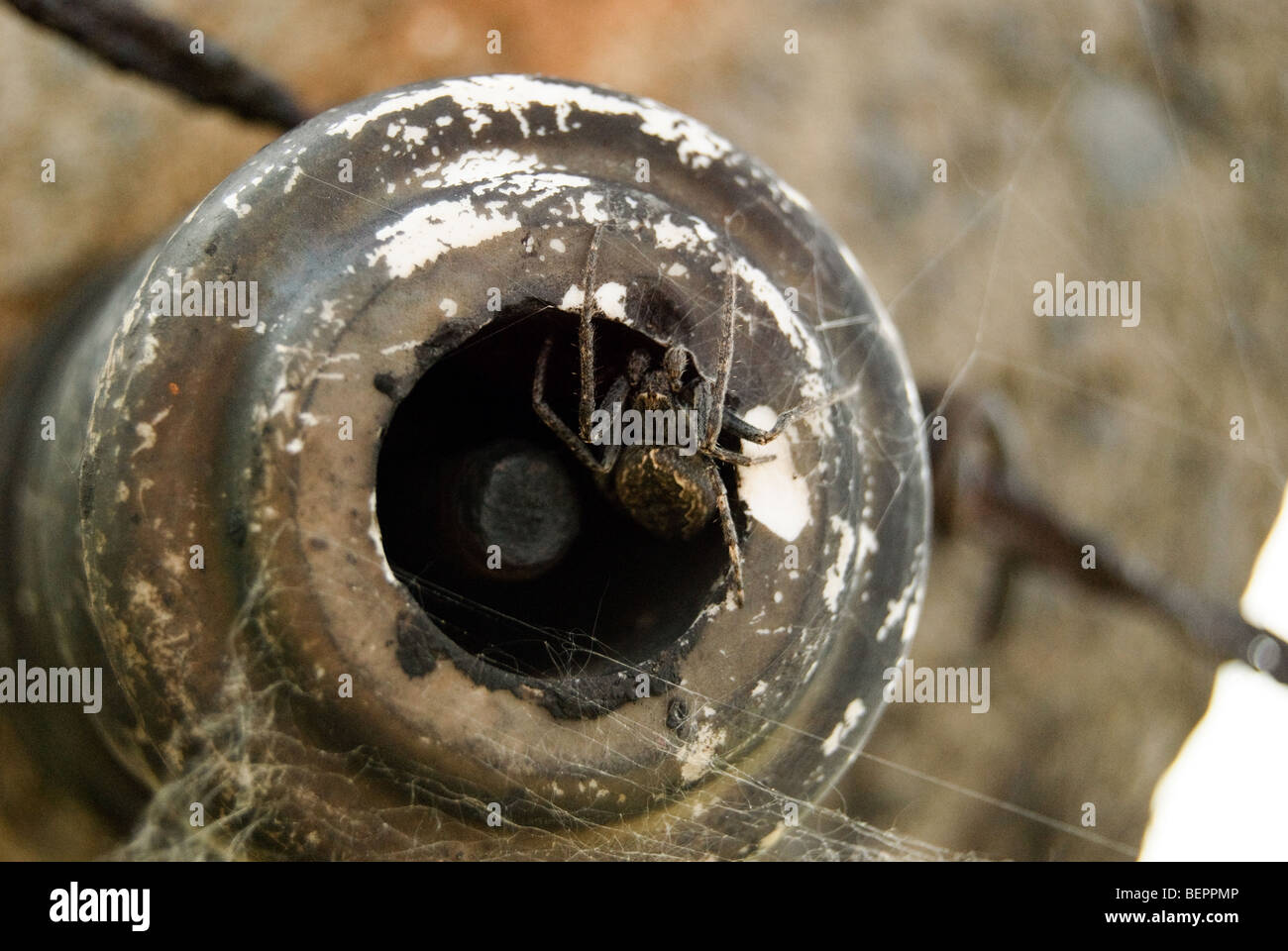 Spider taken on the electric fence of Auschwitz Birkenau Stock Photo ...