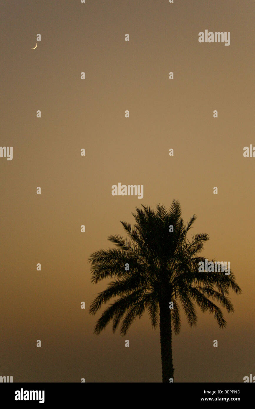 Crescent moon and palm tree hi-res stock photography and images - Alamy