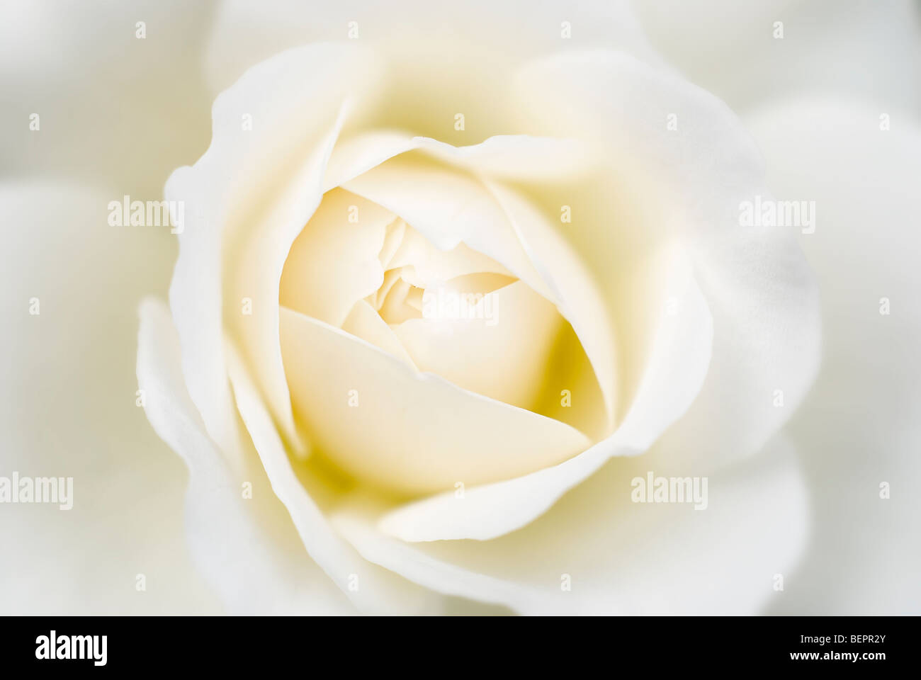 Isis, white rose, iceberg rose, roses, flower, flowers, macro, close up ...
