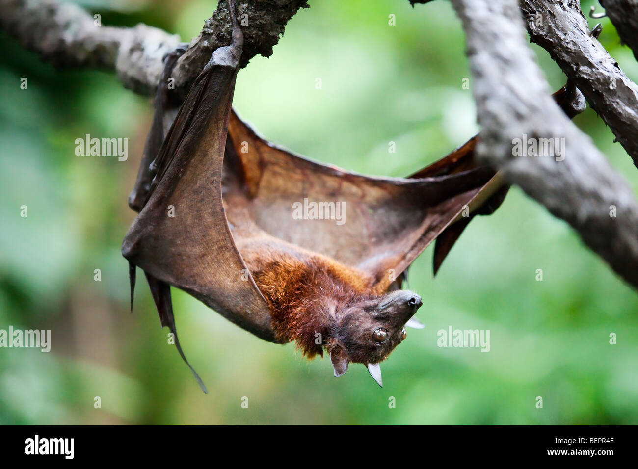 Bat wing close up hi-res stock photography and images - Alamy