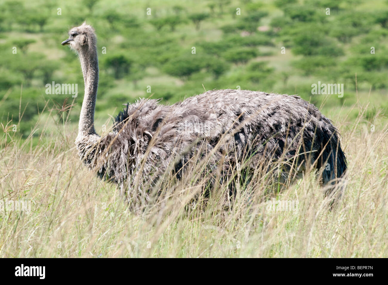 Durban grass hi-res stock photography and images - Alamy