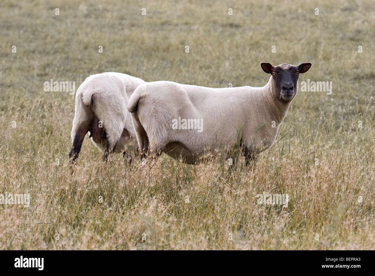 Sheep tail hi-res stock photography and images - Alamy