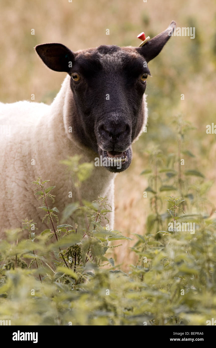 Sheep teeth hi-res stock photography and images - Alamy