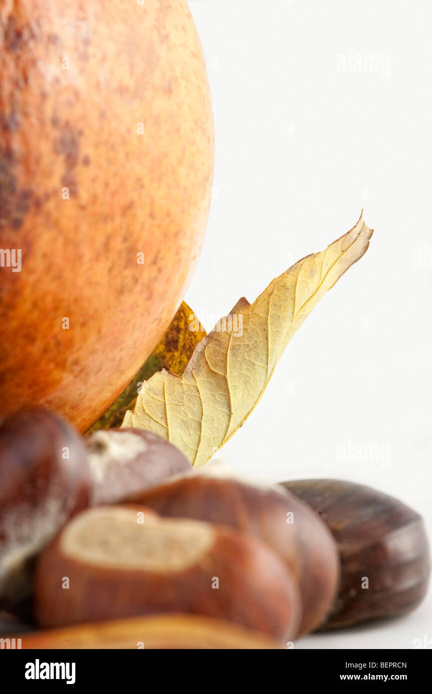 beech leaves with chestnuts pomegranate leaf white back ground Stock ...
