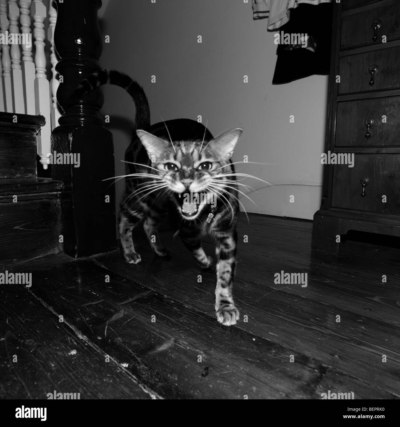 Angry cat attack Black and White Stock Photos & Images - Alamy