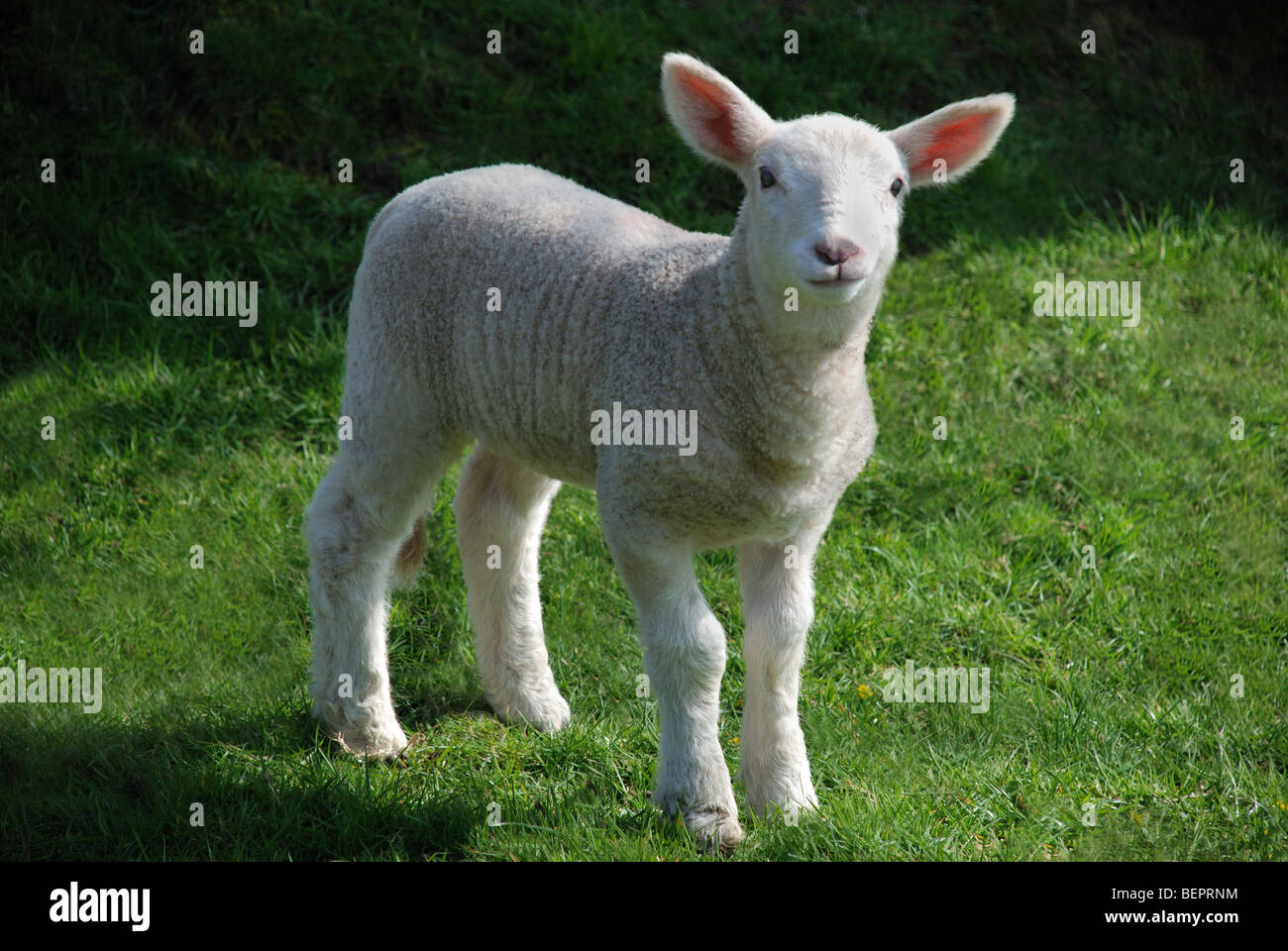 Newborn lamb swaledale hi-res stock photography and images - Alamy