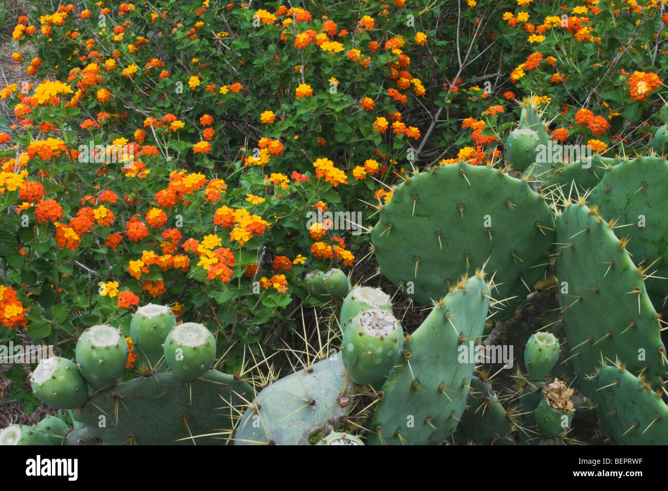 Lantana urticoides hi-res stock photography and images - Alamy