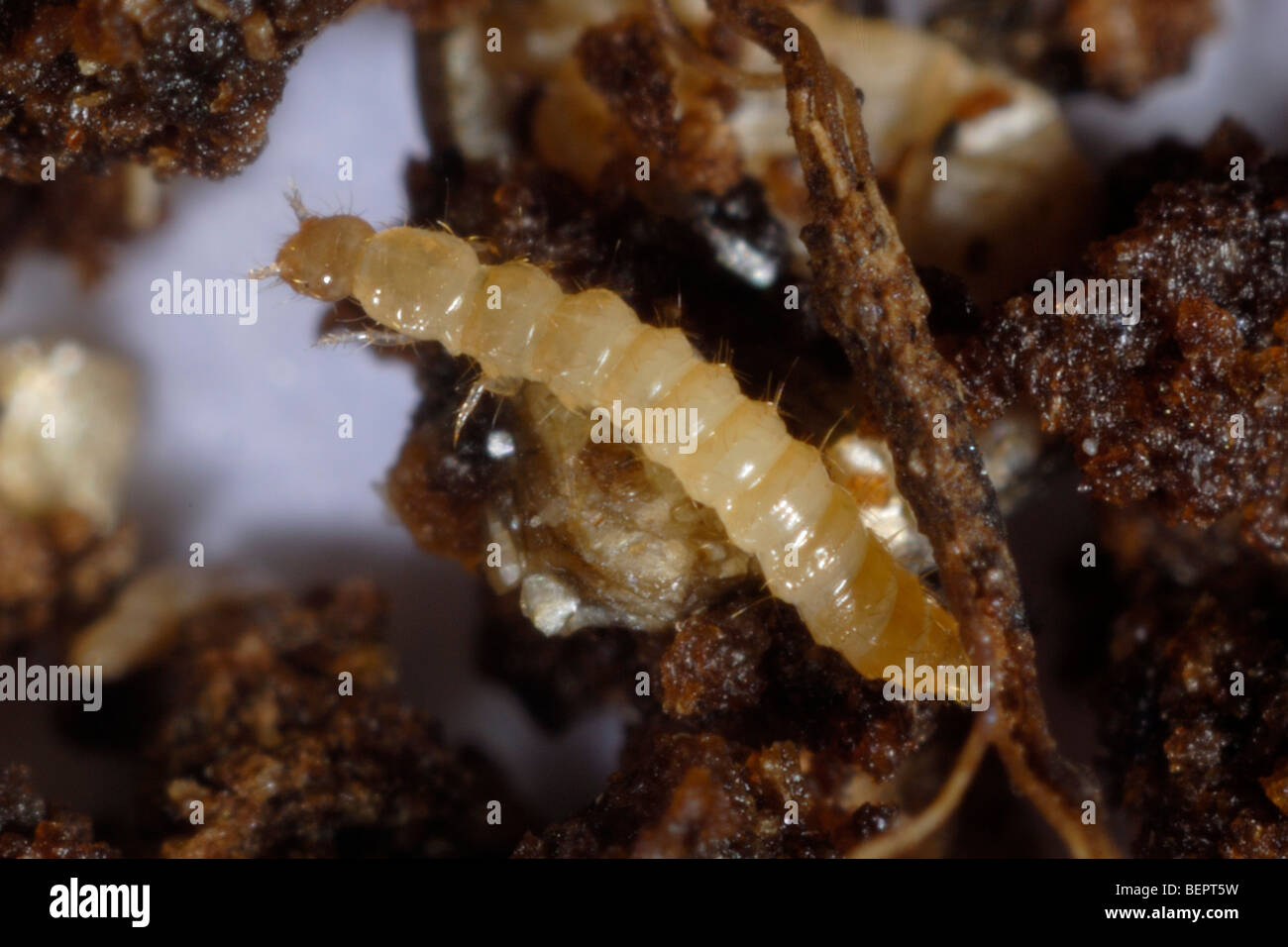 Lycoriella hi-res stock photography and images - Alamy