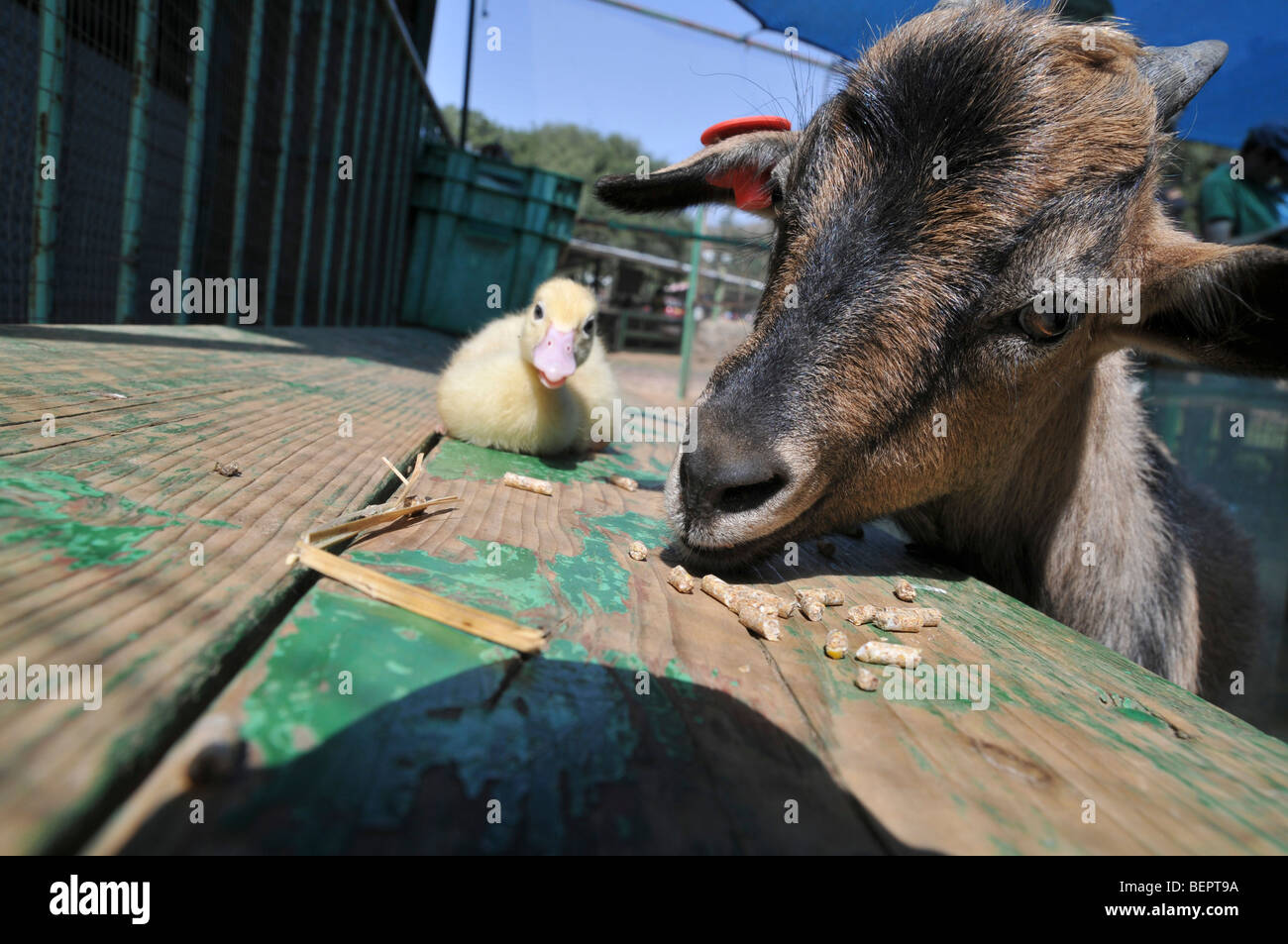 Children's holiday activity a Patting Zoo Young duckling and goat Stock ...