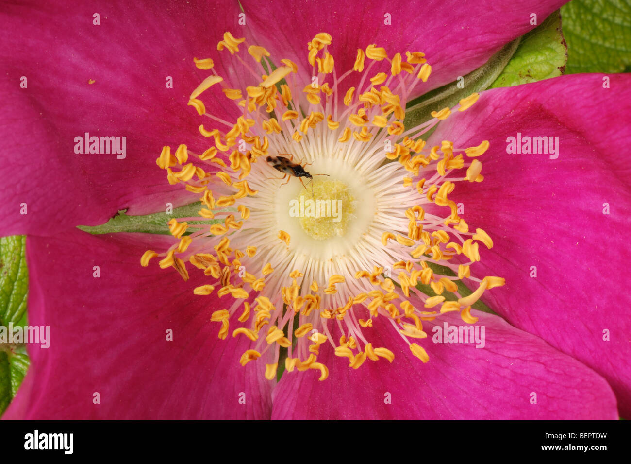 Rosa rugosa hedge hi-res stock photography and images - Alamy