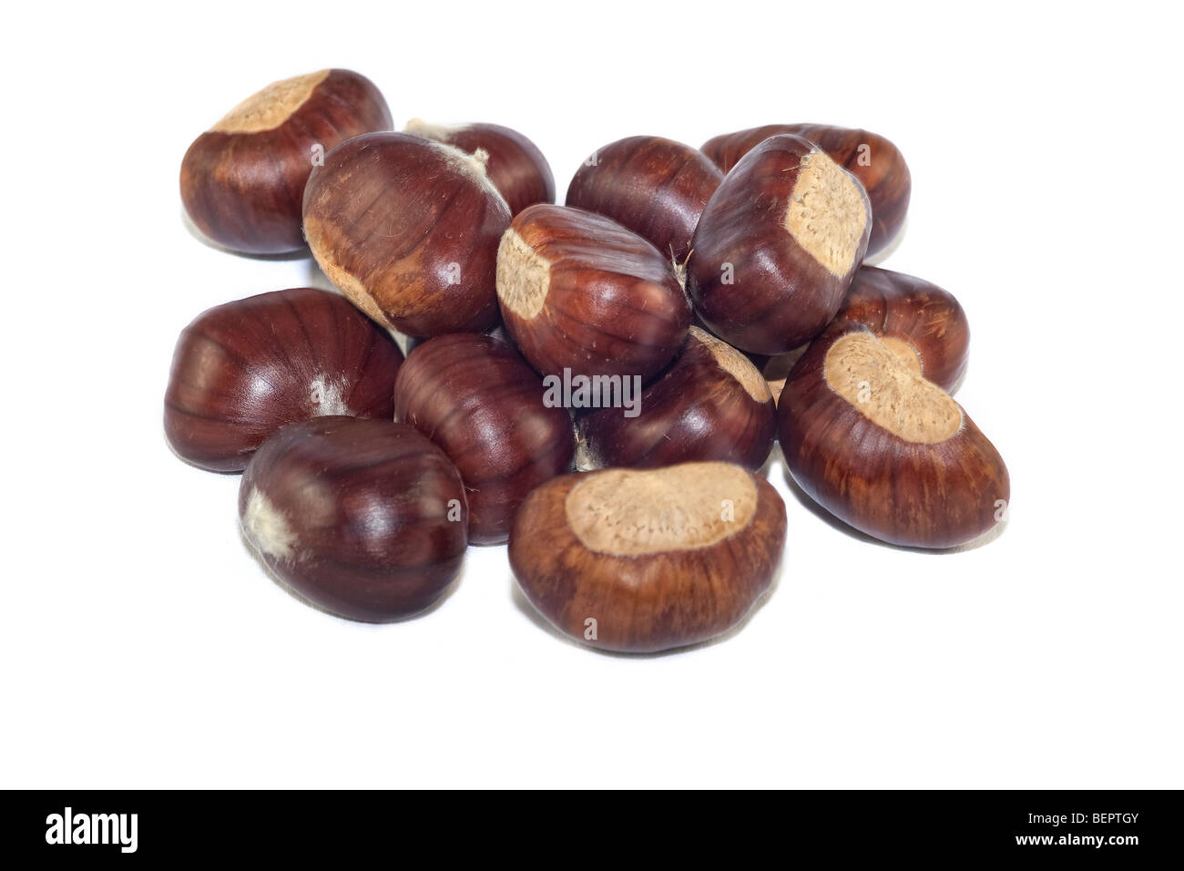 Open fruit capsule chestnuts hi-res stock photography and images - Alamy
