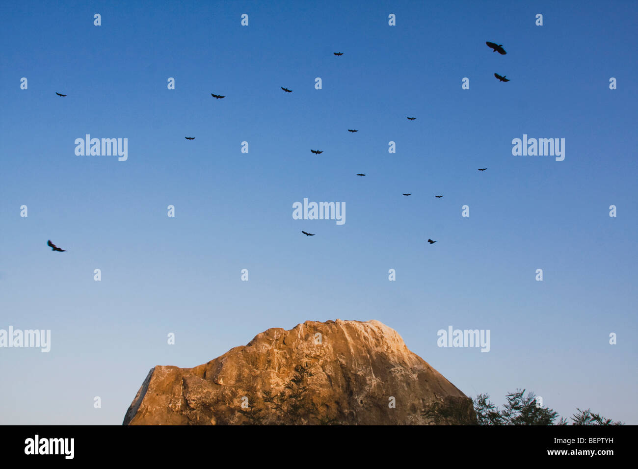 Vulture habitat photo hi-res stock photography and images - Alamy