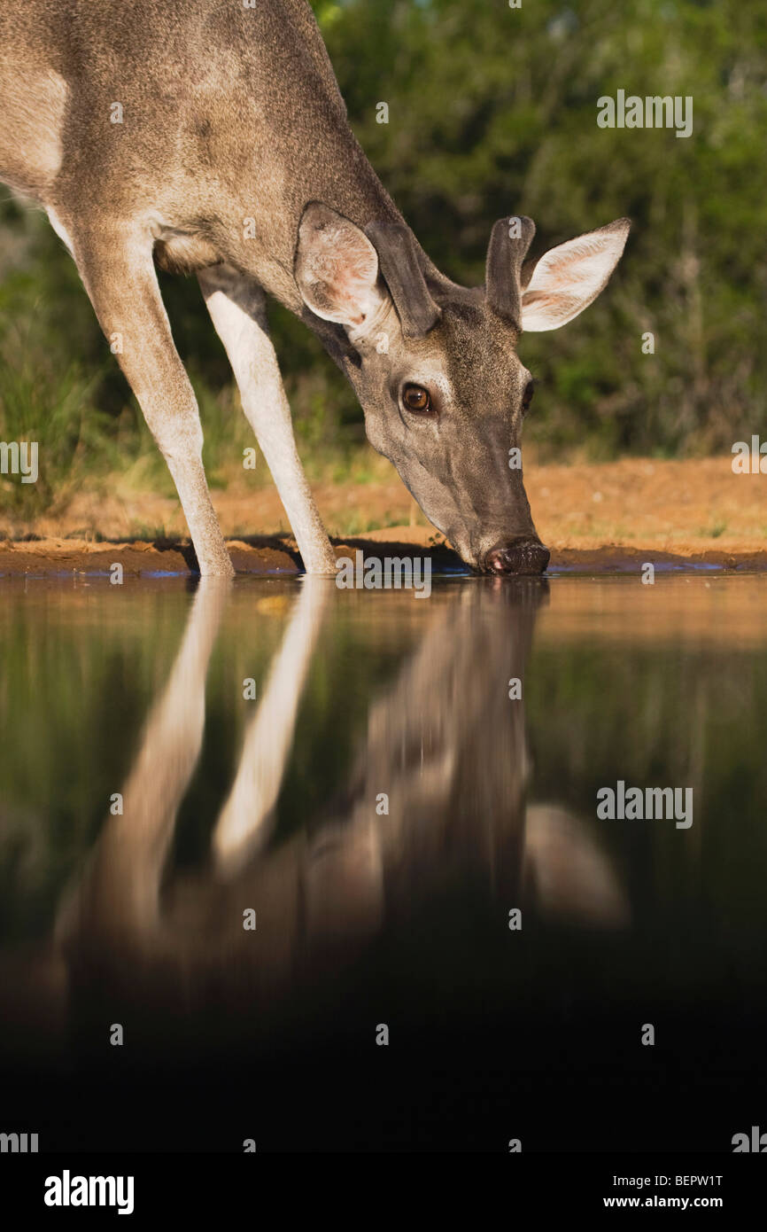 White-tailed Deer (Odocoileus virginianus), buck drinking, Rio Grande ...