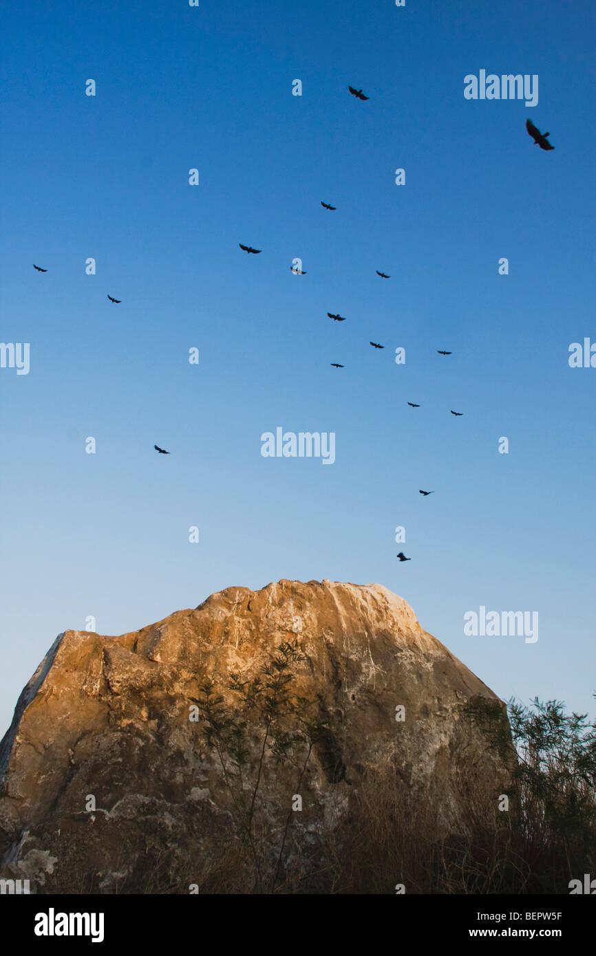 Vultures roost hi-res stock photography and images - Alamy