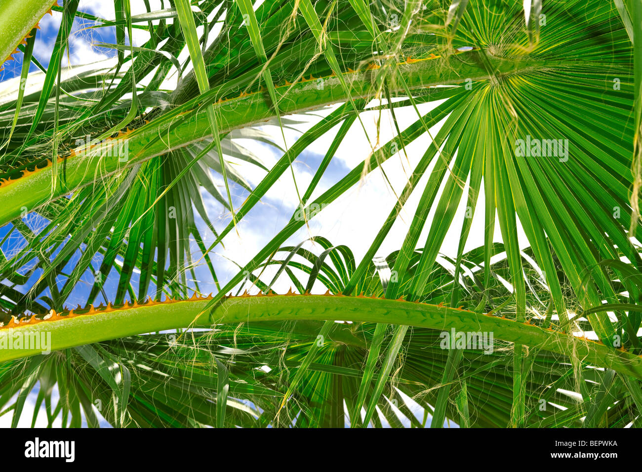 Tropical palm tree leaves Stock Photo - Alamy
