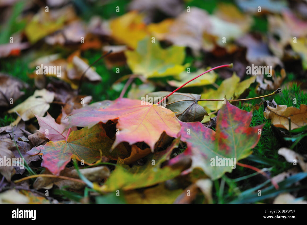 A forest in the autumn showing its divers colors Stock Photo - Alamy