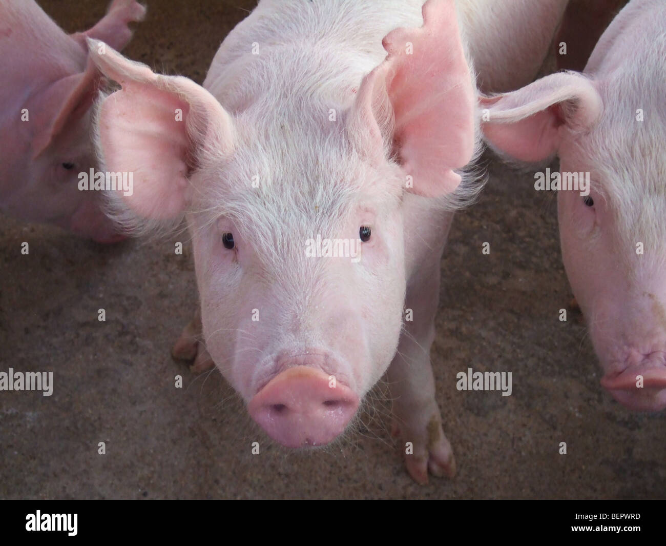 Large white pig hi-res stock photography and images - Alamy