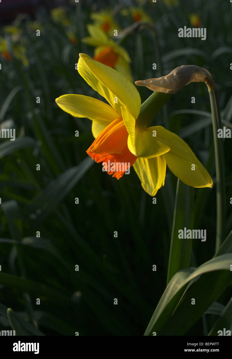 One yellow daffodil bulb hi-res stock photography and images - Alamy