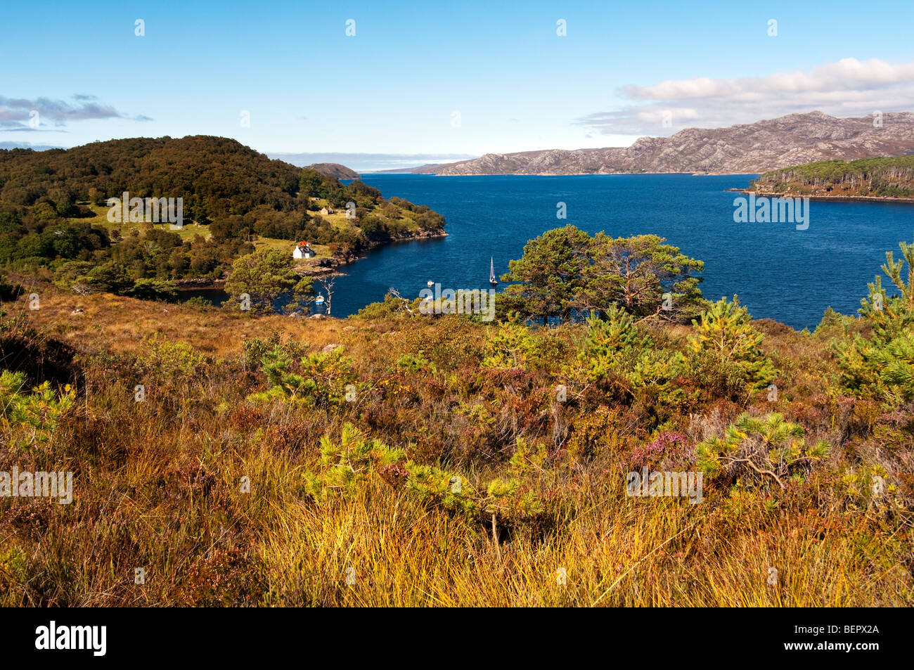 Heather highlands scotland hi-res stock photography and images - Alamy
