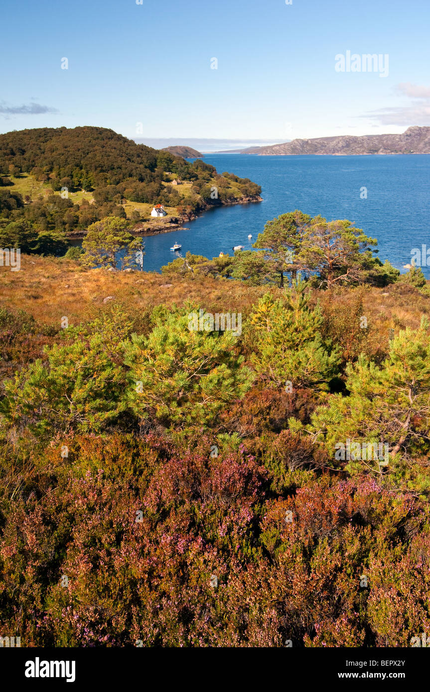 Heather highlands scotland hi-res stock photography and images - Alamy