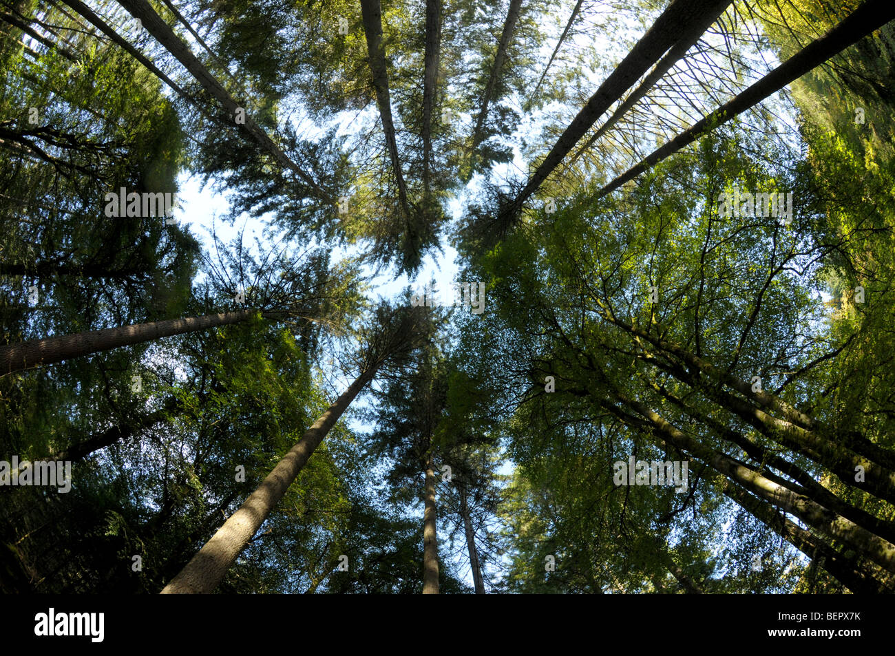 Big mature trees hi-res stock photography and images - Alamy
