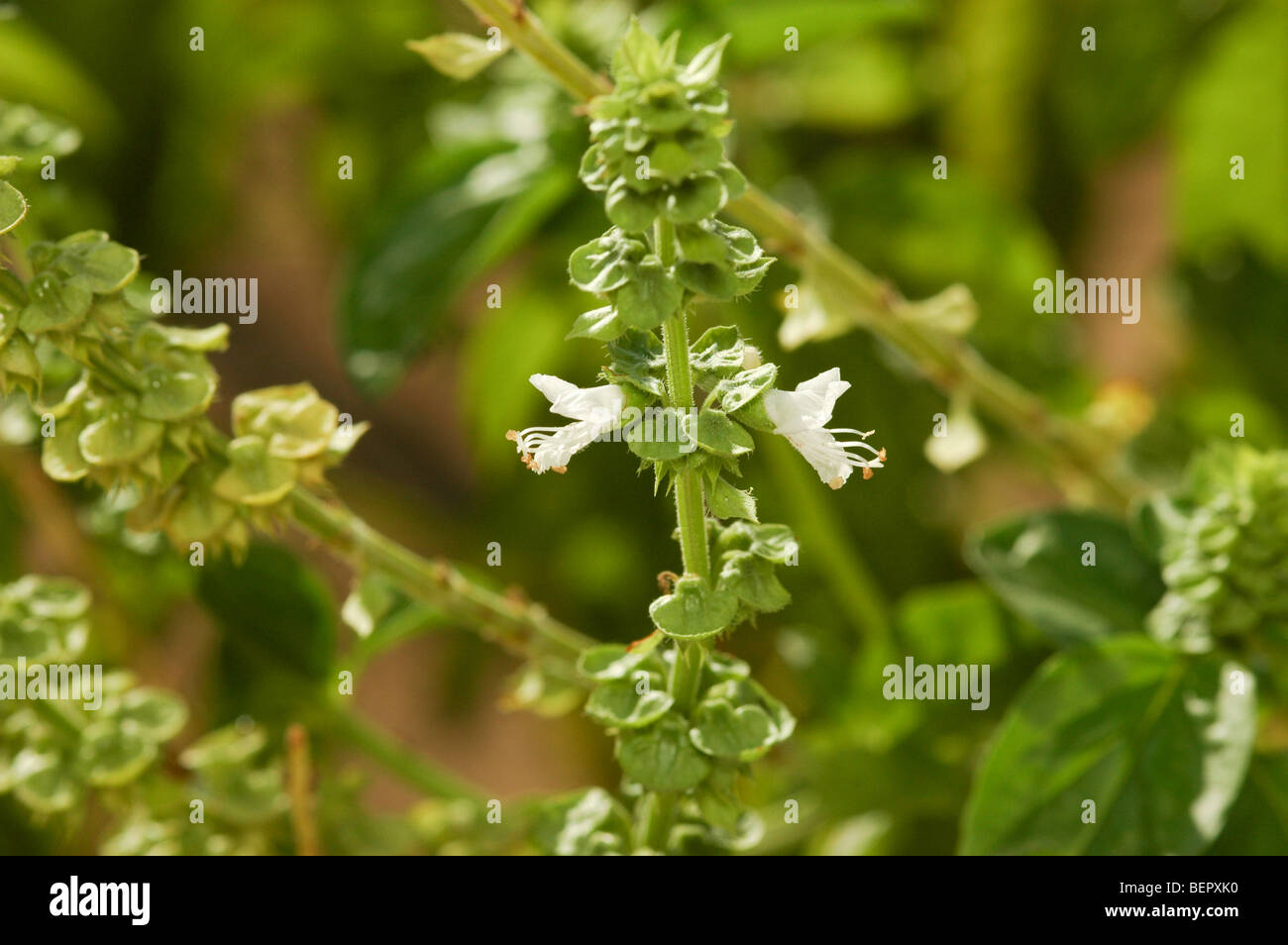 Prasium majus hi-res stock photography and images - Alamy