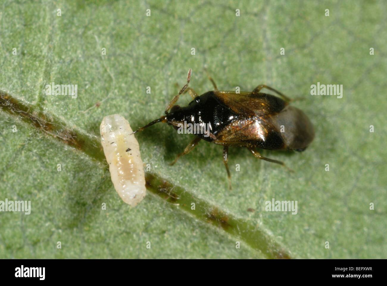 A predatory bug (Orius laevigatus) feeding on a blackberry midge ...