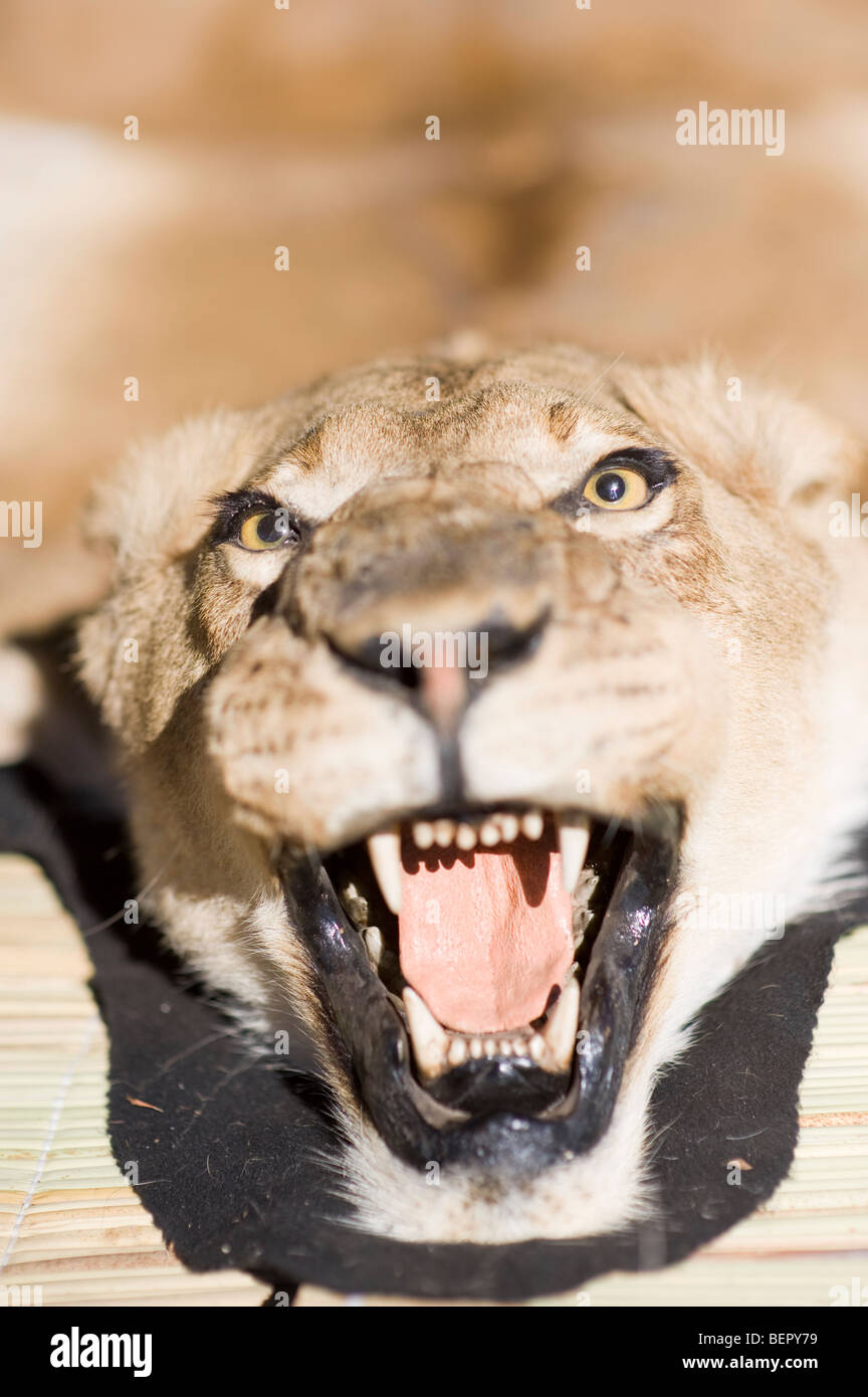 Lion skin hi-res stock photography and images - Alamy