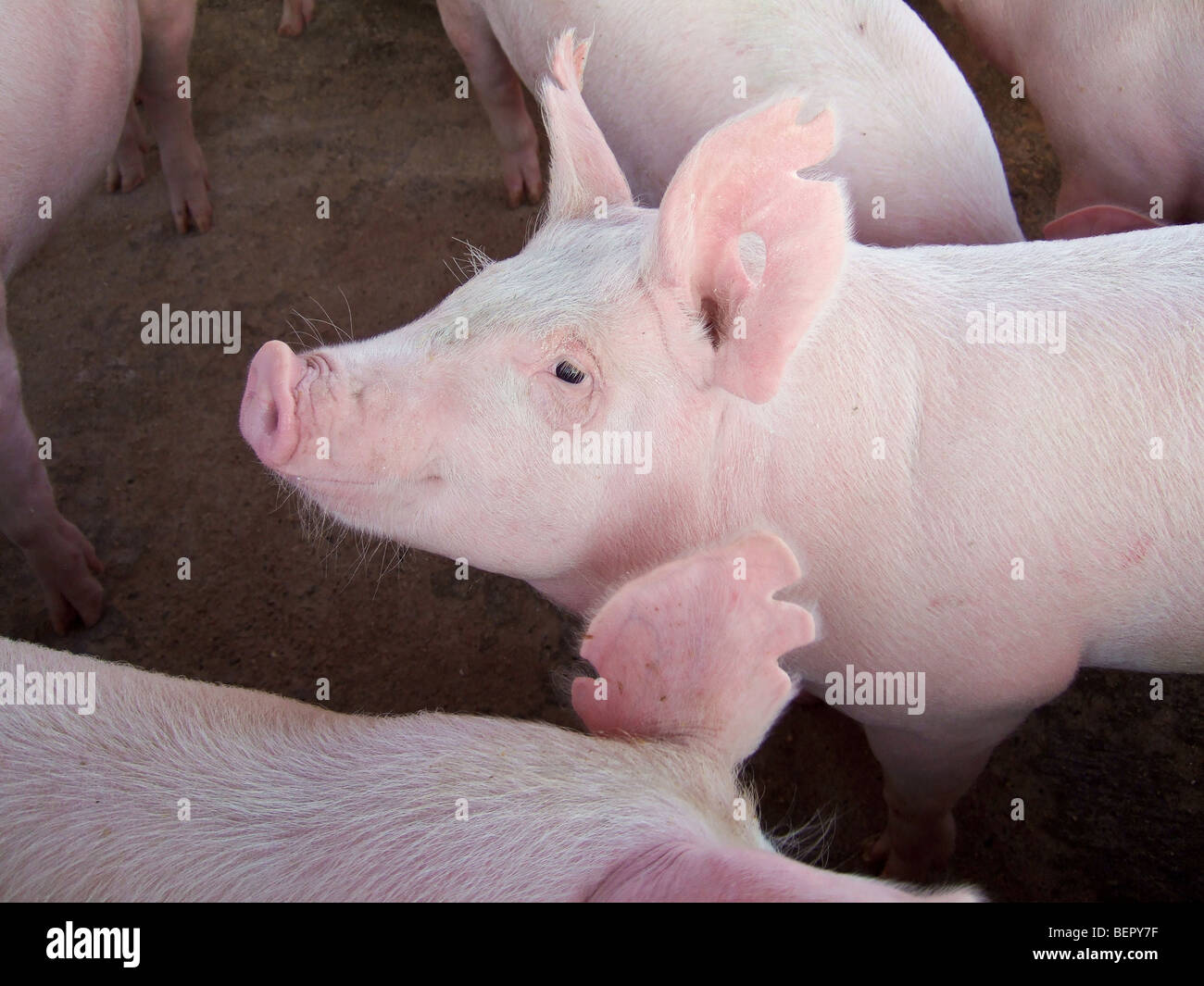 Commercial pig hi-res stock photography and images - Alamy