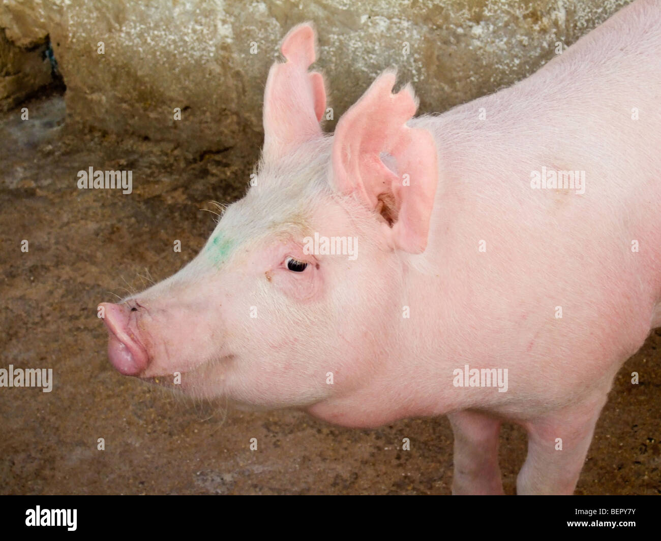 Commercial pig hi-res stock photography and images - Alamy