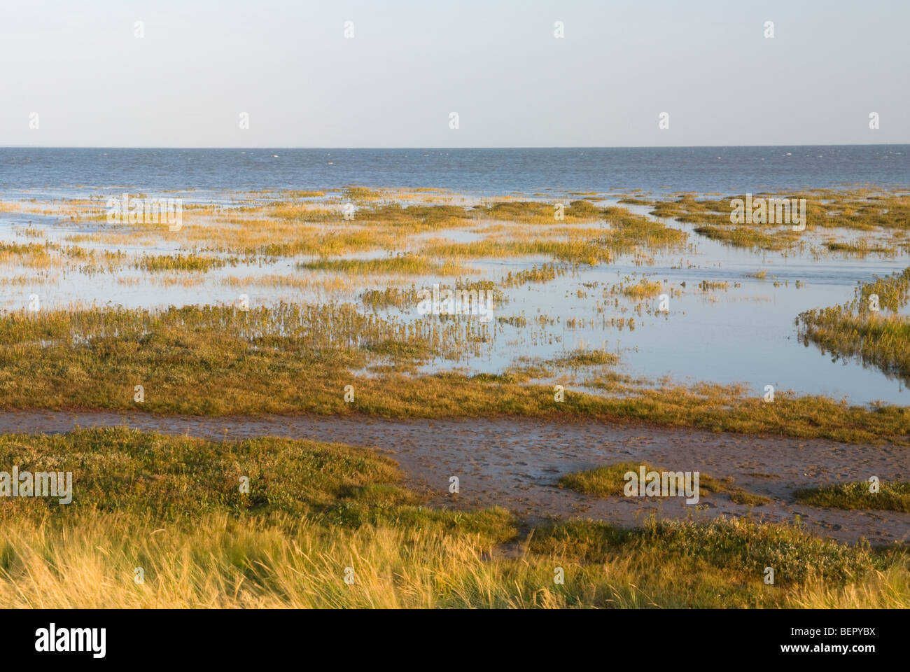 RSPB Freiston Shore nature reserve, The Wash, Lincolnshire, England ...