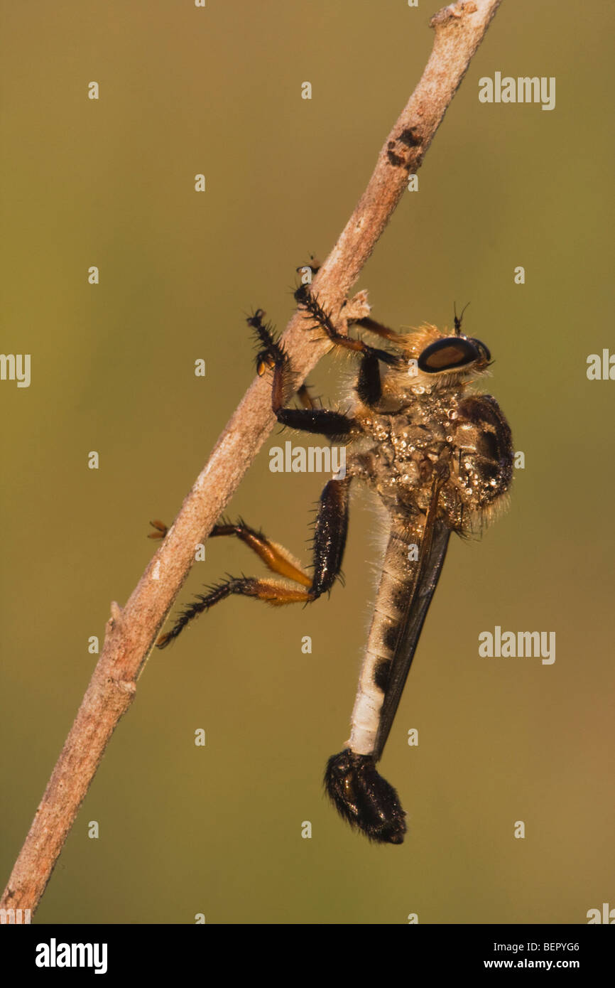 Asilidae hi-res stock photography and images - Alamy