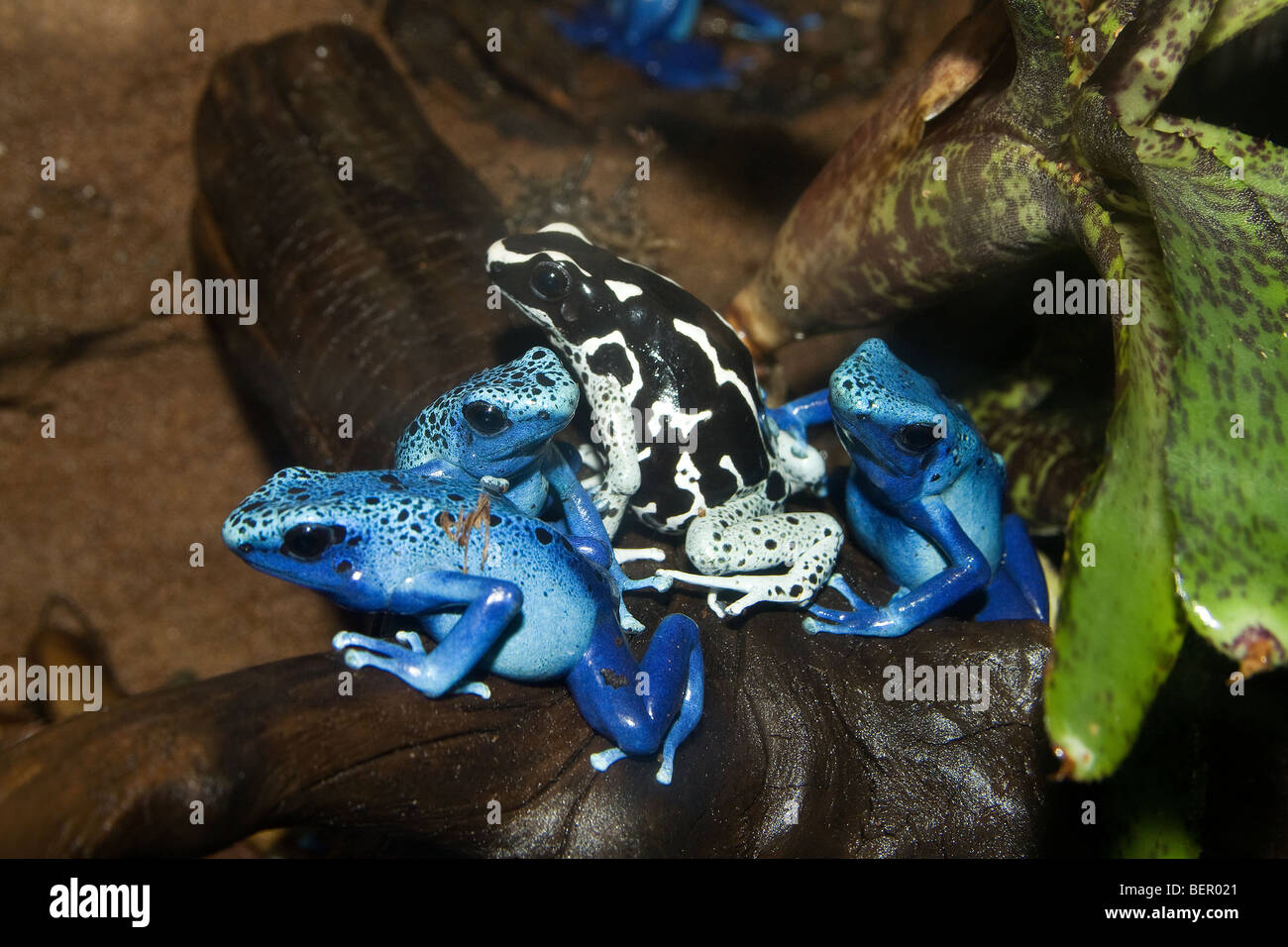 RF-82D, DYING & AZURE POISON DART FROGS, Dendrobates azureus, reptile ...