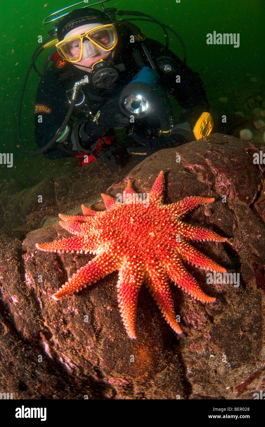 Solaster Papposus High Resolution Stock Photography and Images - Alamy