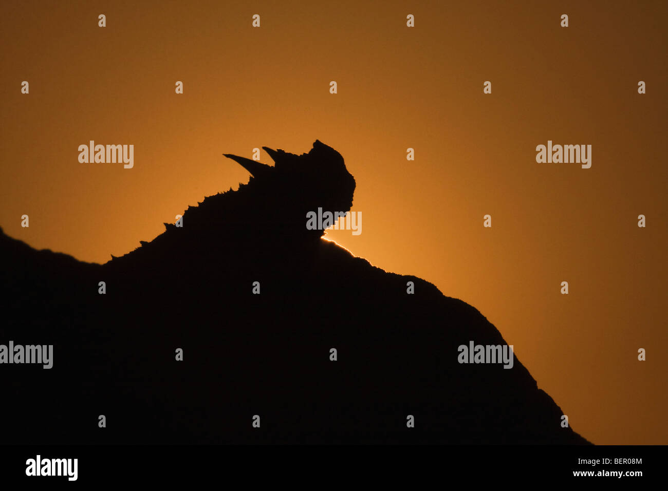 Texas Horned Lizard (Phrynosoma cornutum), adult at sunset, Rio Grande ...