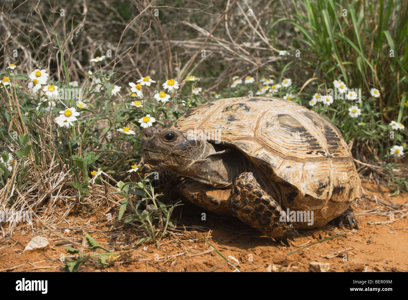 Texas tortoise gopherus berlandieri male hi-res stock photography and ...