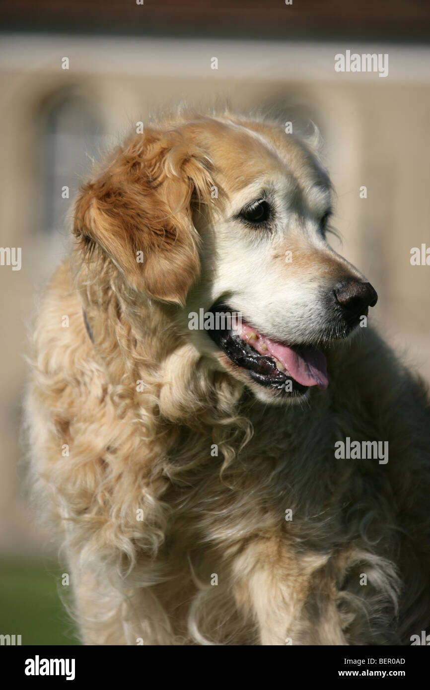 Close up portrait of a Golden Retriever Stock Photo - Alamy