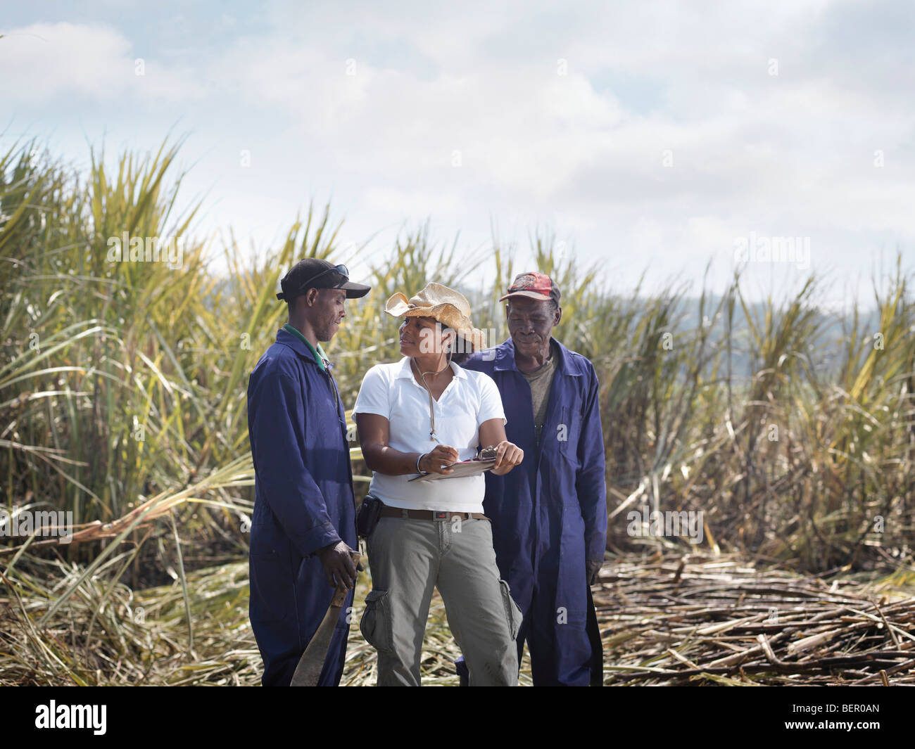 Field worker harvesting sugar cane hi-res stock photography and images ...