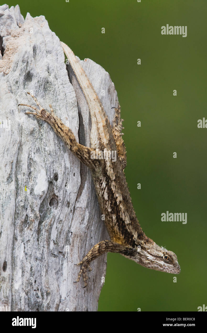 Texas Spiny Lizard (Sceloperus olivaceus), adult , Rio Grande Valley ...