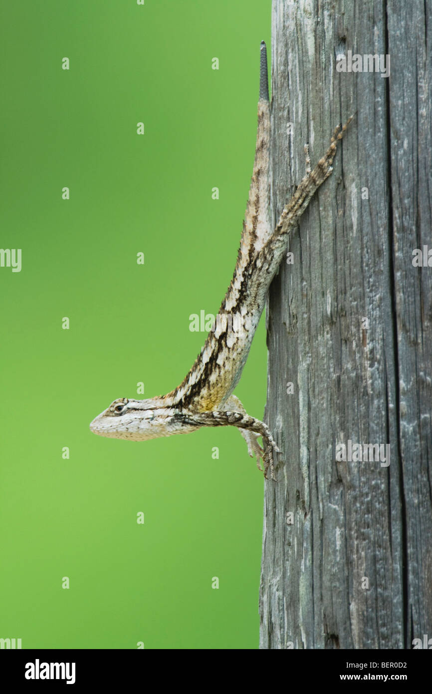 American southwestern lizard hi-res stock photography and images - Alamy