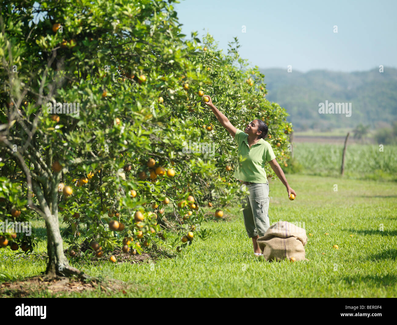 Woman picking oranges hi-res stock photography and images - Alamy