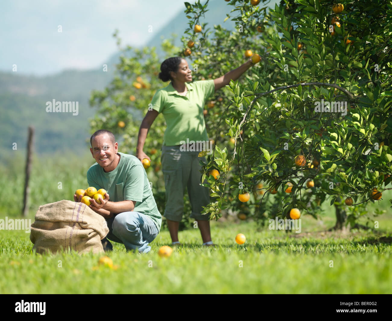 Man picking oranges orange harvest hi-res stock photography and images ...