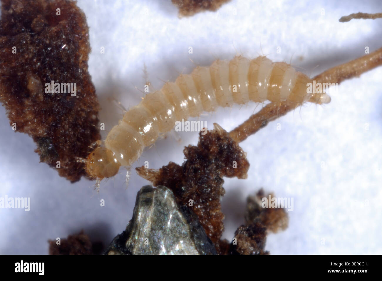 Greenhouse rove beetle (Dalotia coraria) larva predator of glasshouse ...