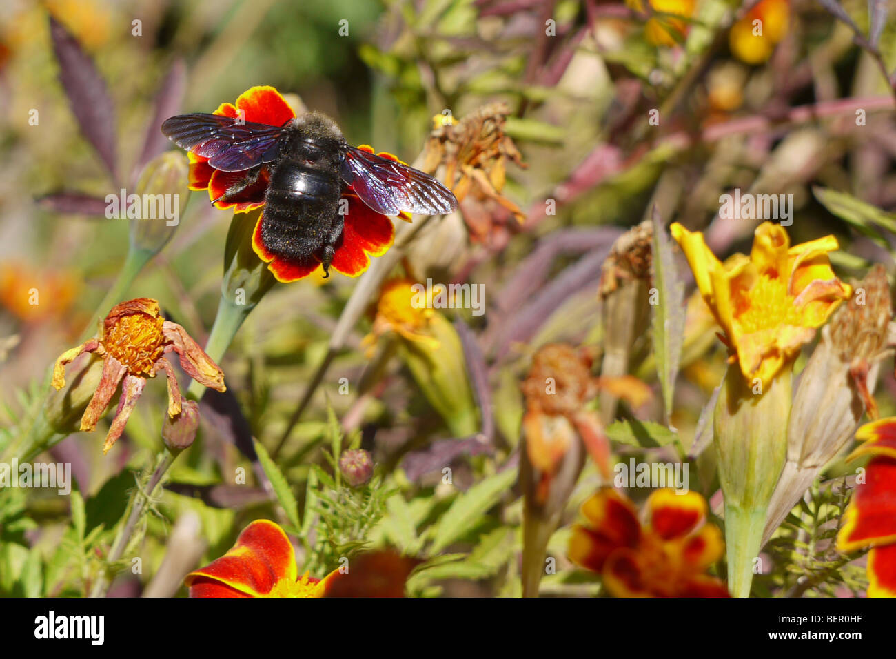 Turkey, Pontic Mountains range, Nature Stock Photo - Alamy