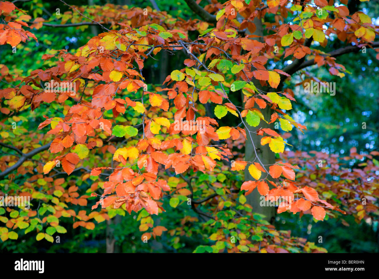 Autumn Beech Tree Leaves Fagus sylvatica English Woodland Sherwood ...