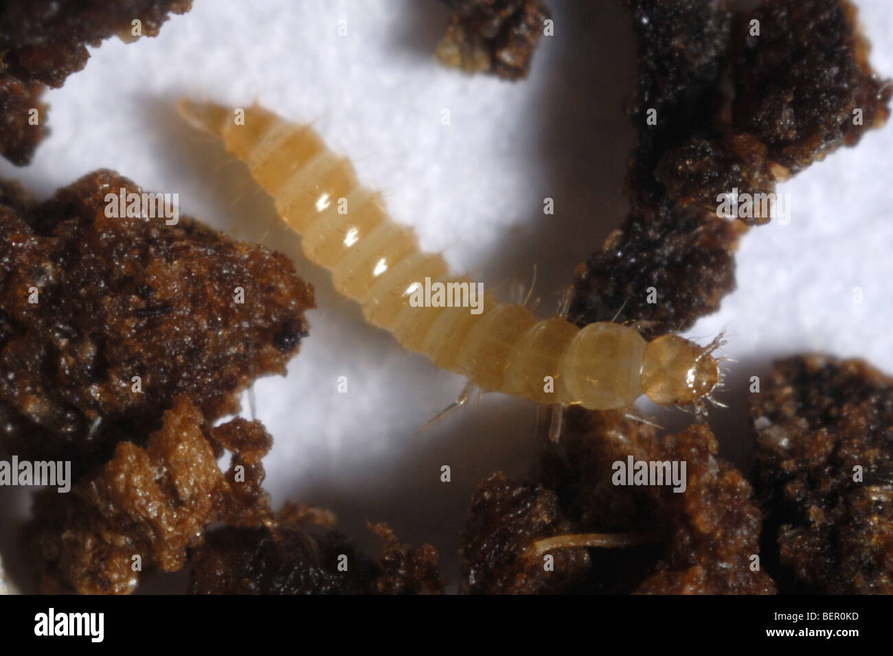 Greenhouse rove beetle (Dalotia coraria) larva predator of glasshouse ...