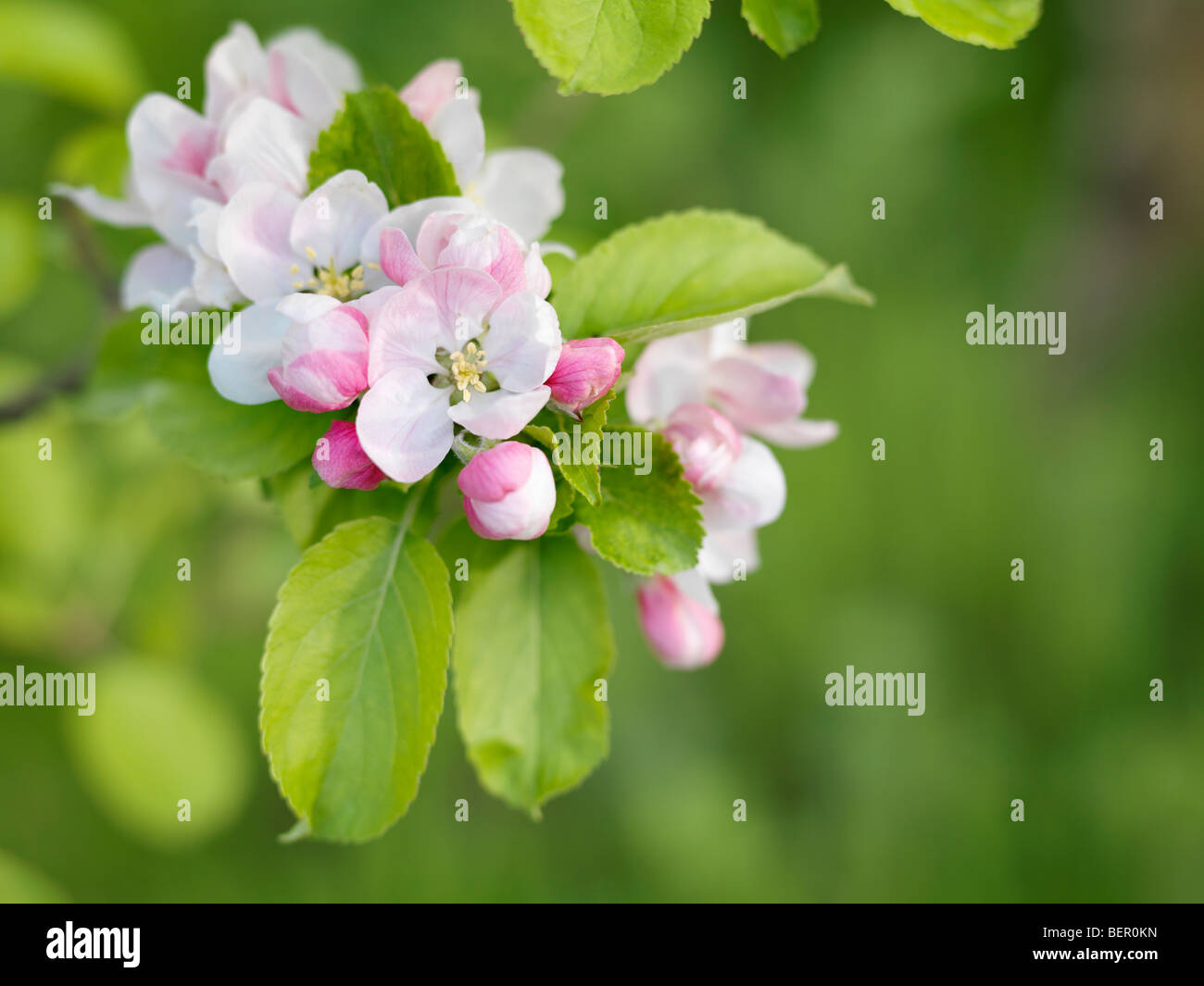 Apple horizontal hi-res stock photography and images - Alamy