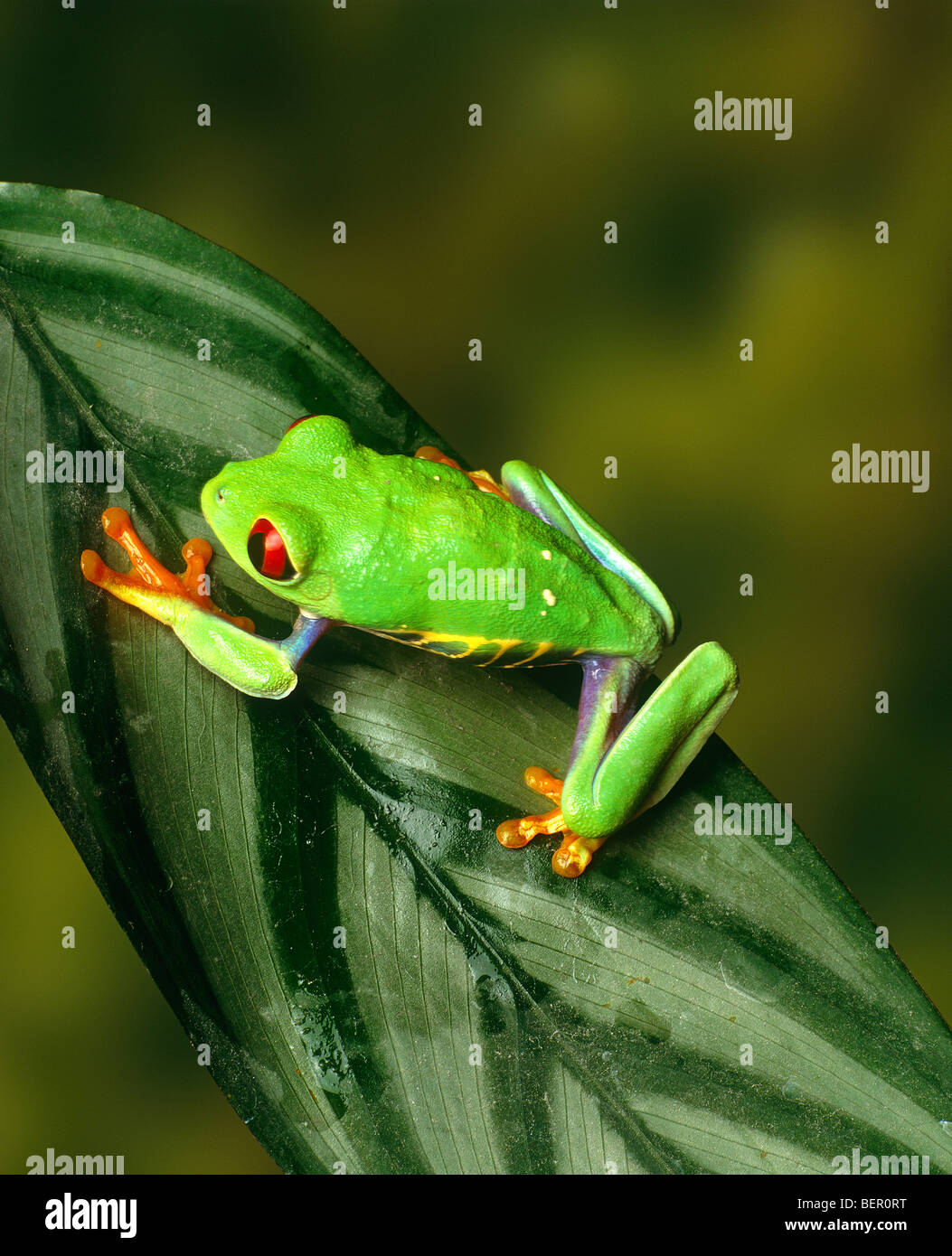 Beautiful tree frog hi-res stock photography and images - Alamy