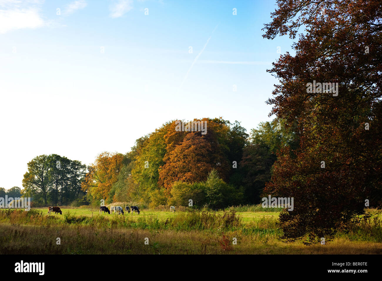 A forest in the autumn showing its divers colors Stock Photo - Alamy