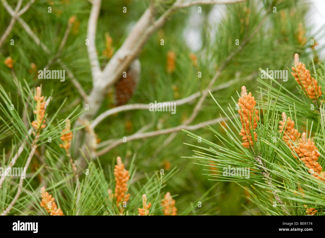 Israel Male cones and leaves of the Aleppo Pine (Pinus halepensis Stock ...